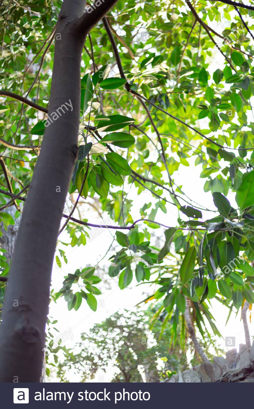 Jatoba Tree Stock Photos & Jatoba Tree Stock Images - Alamy