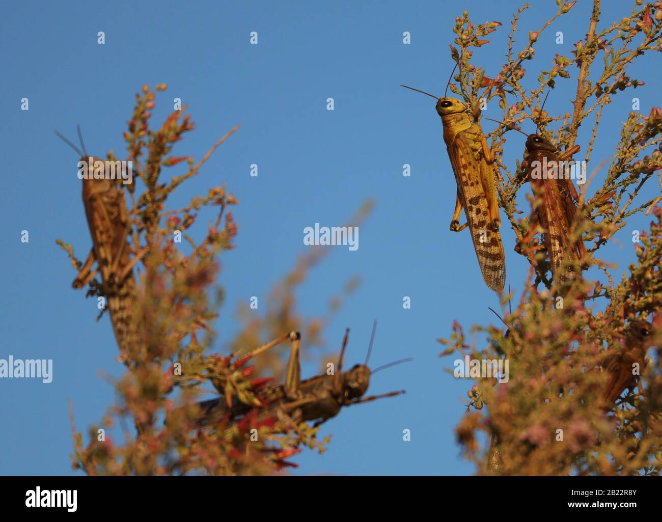 Locust Swarm Crop High Resolution Stock Photography and Images - Alamy