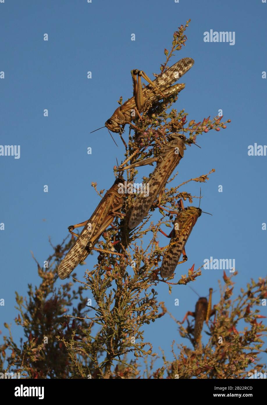 Locust swarms africa hi-res stock photography and images - Alamy