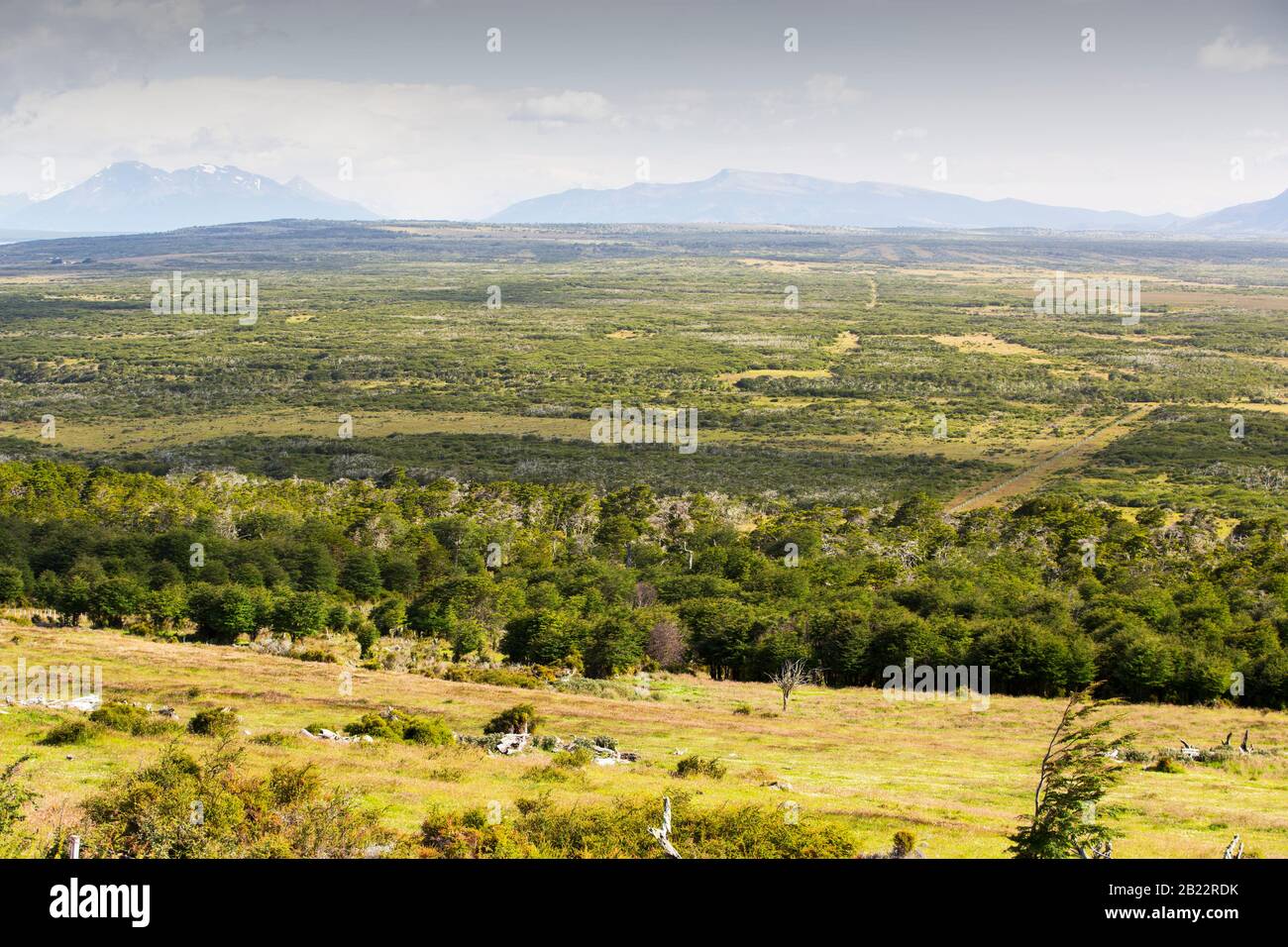 Native Beech and Pine forest between Puerto Natales and Seno ...