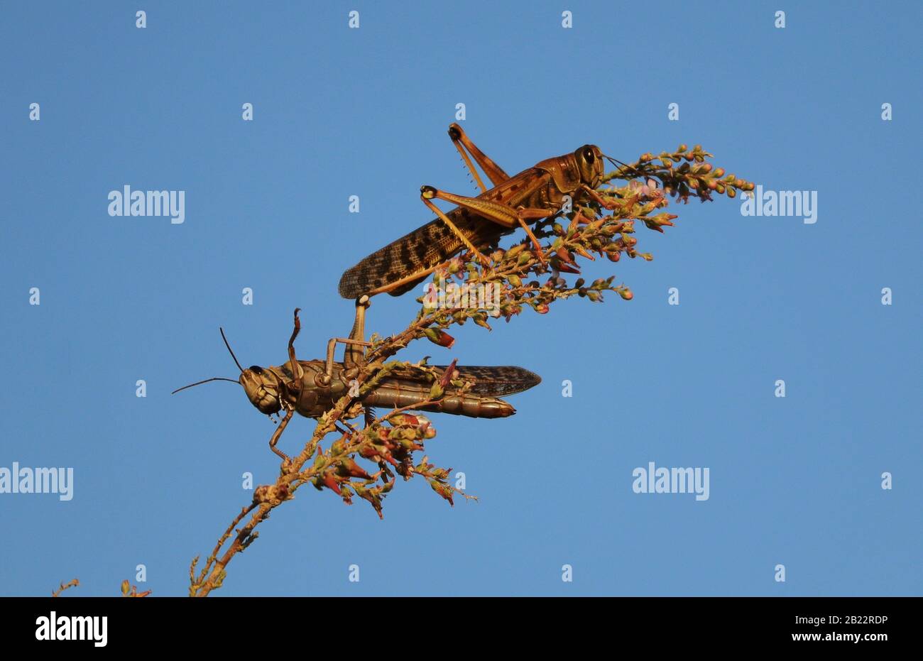 Desert locust gregarious phase hi-res stock photography and images - Alamy