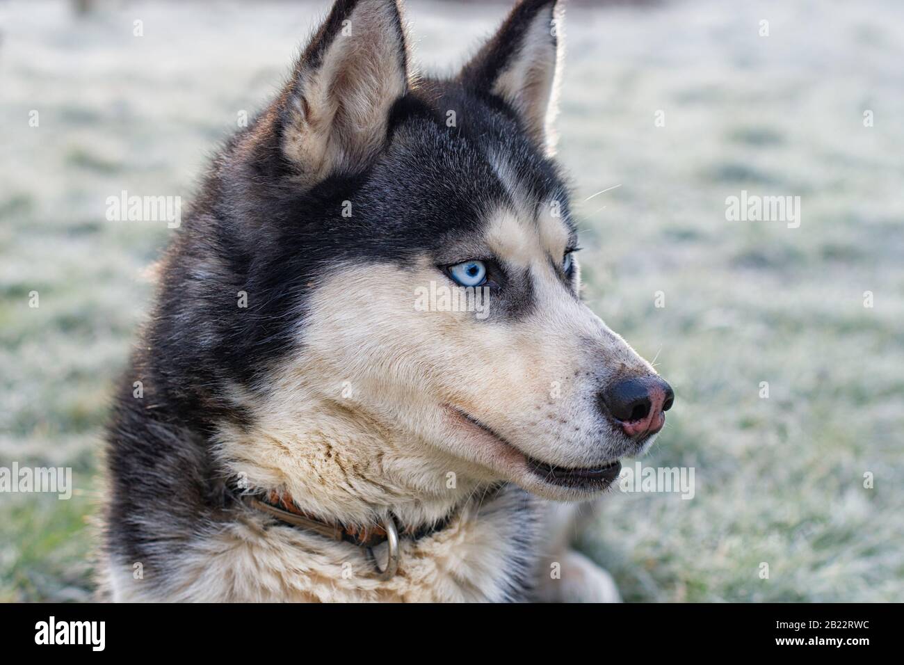 Siberian husky portrait. A close up Stock Photo - Alamy