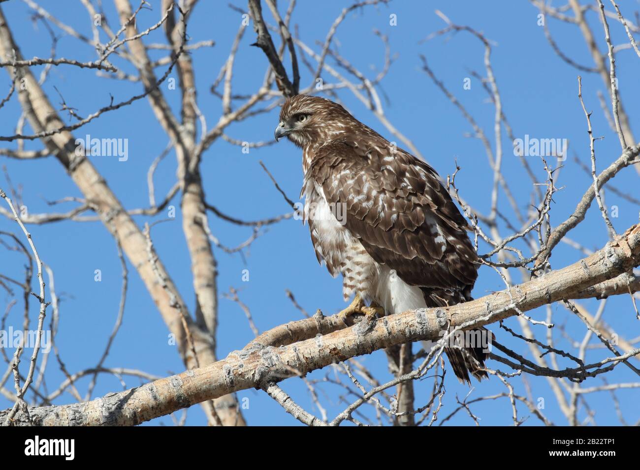 Red-tailed Hawk (Buteo jamaicensis) - Bosque del Apache National ...