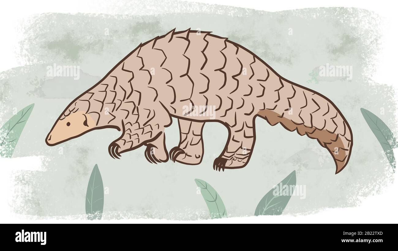 Pangolin or scaly anteater, a scales covered mammal from tropical areas ...