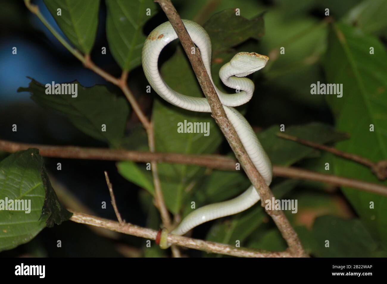 Sumatran Pit Viper, Borneo Island Stock Photo - Alamy