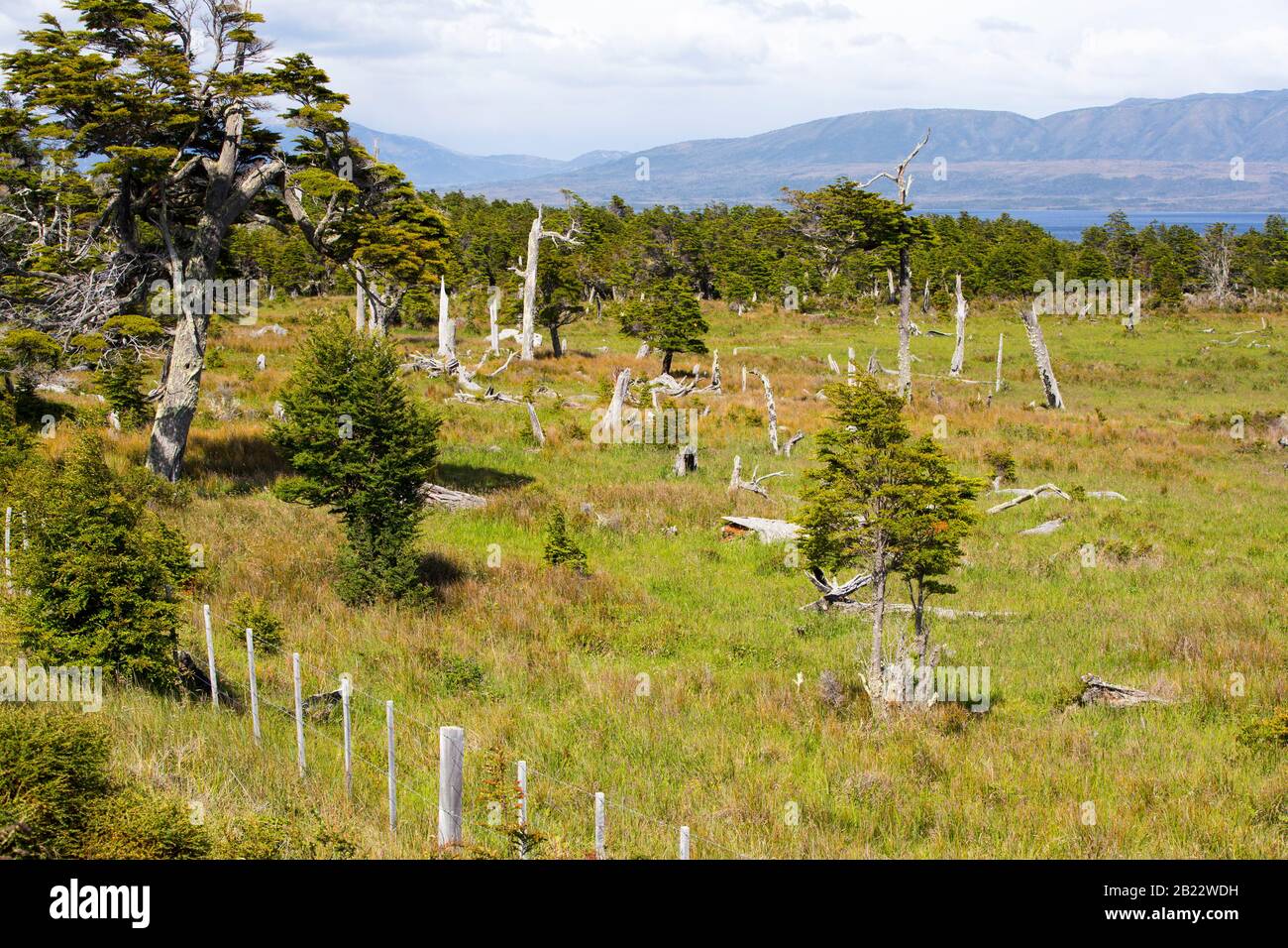 Native Beech and Pine forest between Puerto Natales and Seno ...