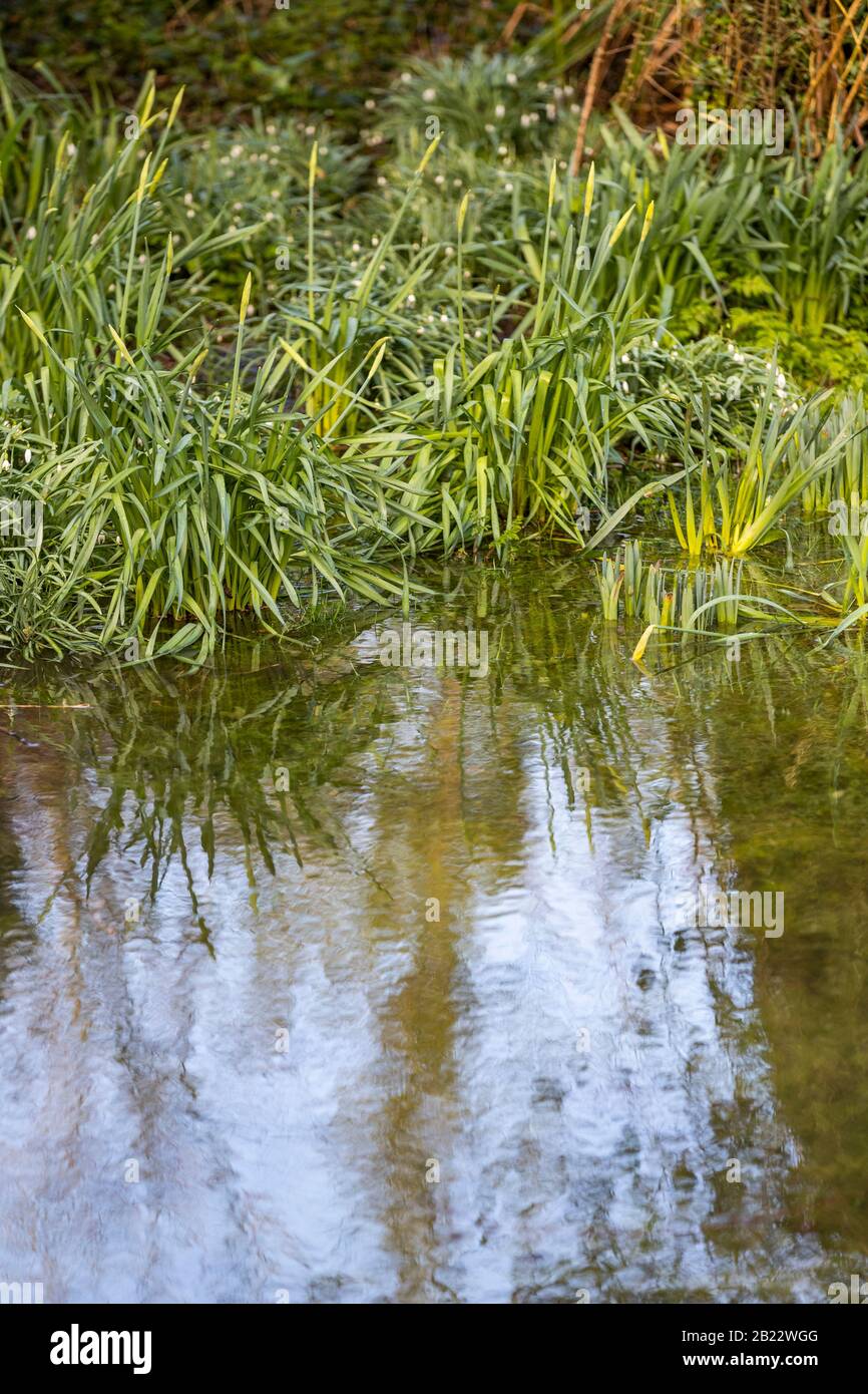 Standing water in a wildlife friendly garden after the storms of early ...