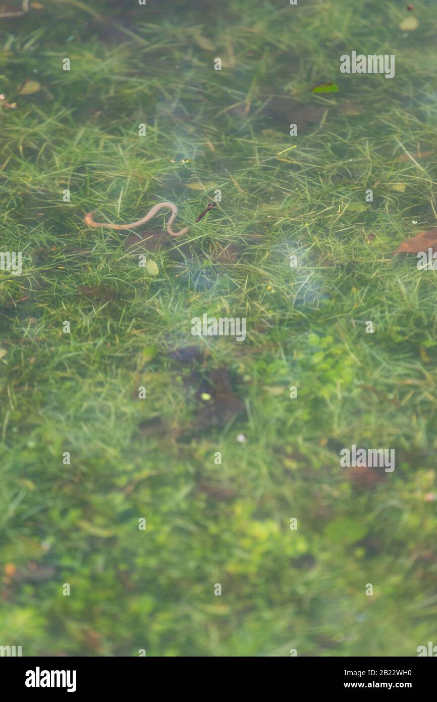 Earthworm forced to the surface by flooding in a private wildlife ...
