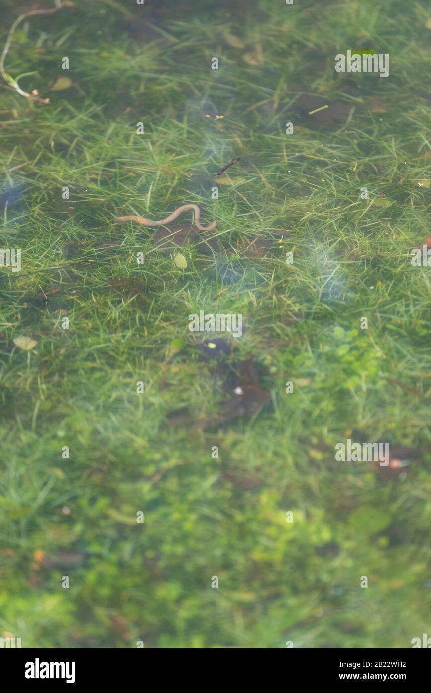 Earthworm forced to the surface by flooding in a private wildlife ...