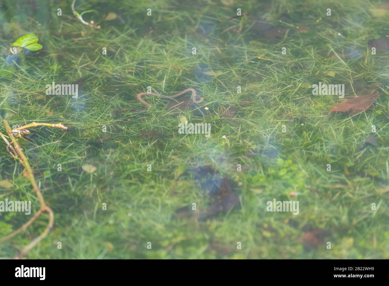 Earthworm forced to the surface by flooding in a private wildlife ...