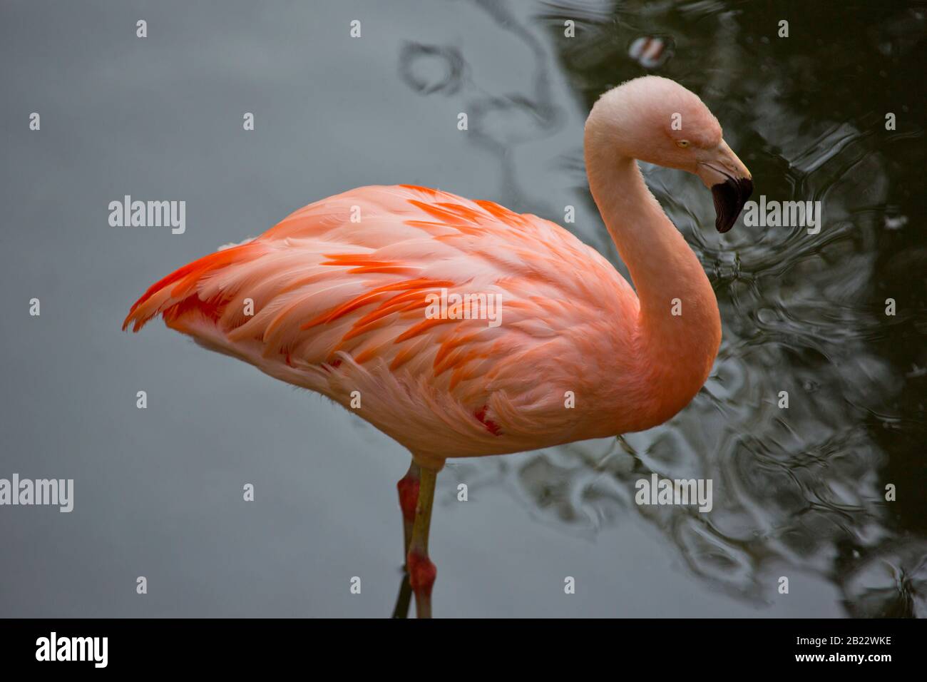 Flamingo wading in shallow hi-res stock photography and images - Alamy