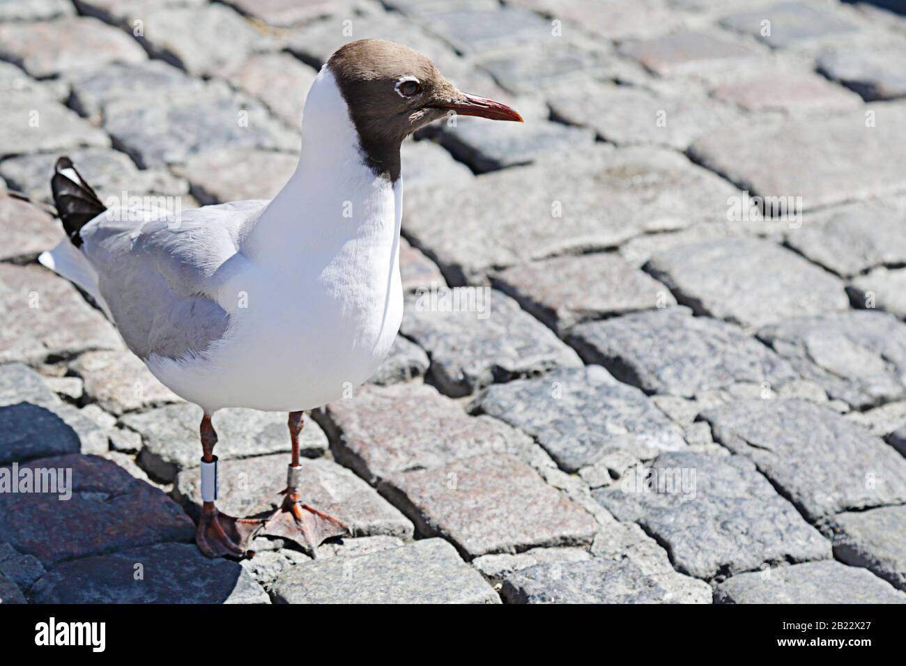 Pallas's gull also known as great black-headed gull (Ichthyaetus ...