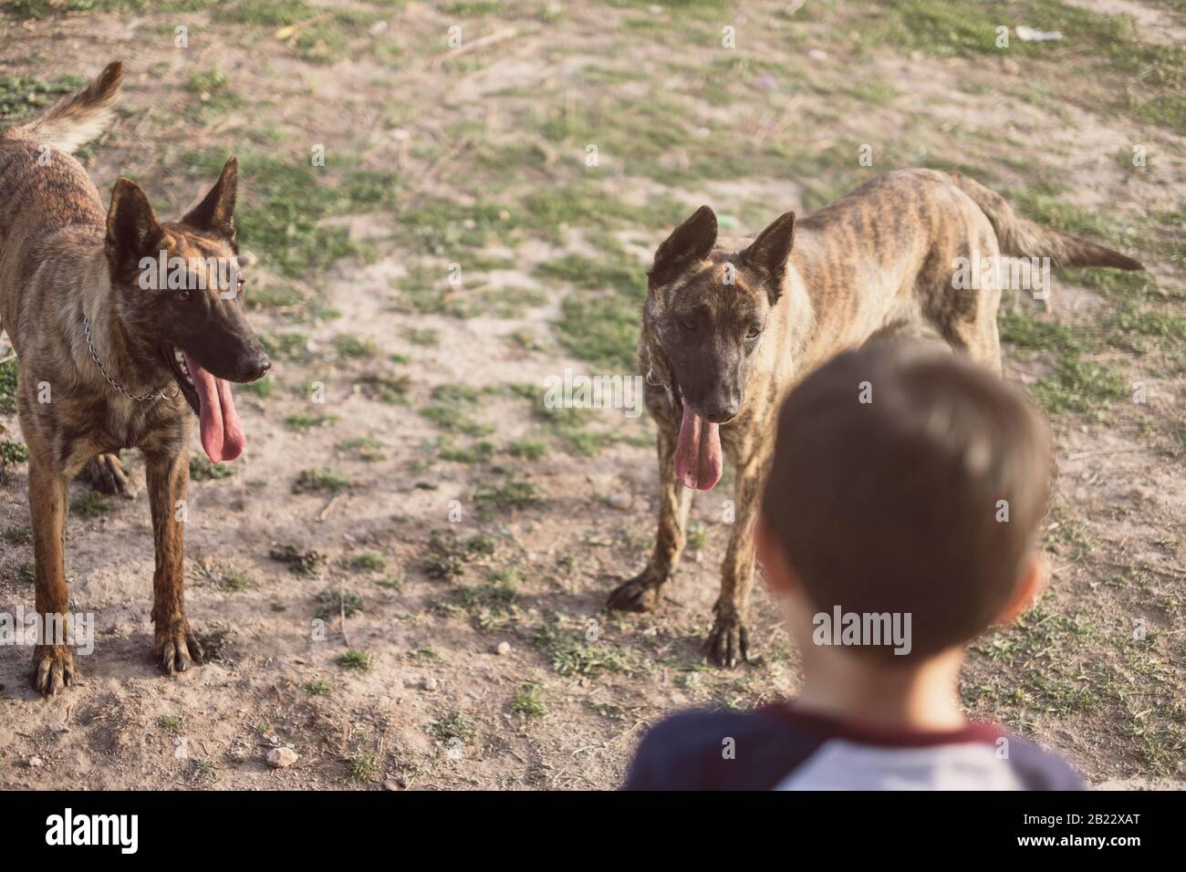 Boy with two dogs hi-res stock photography and images - Alamy