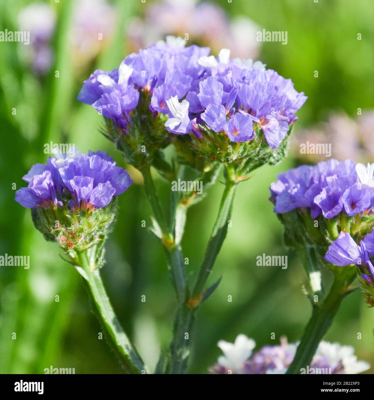 Limonium flowers hi-res stock photography and images - Alamy