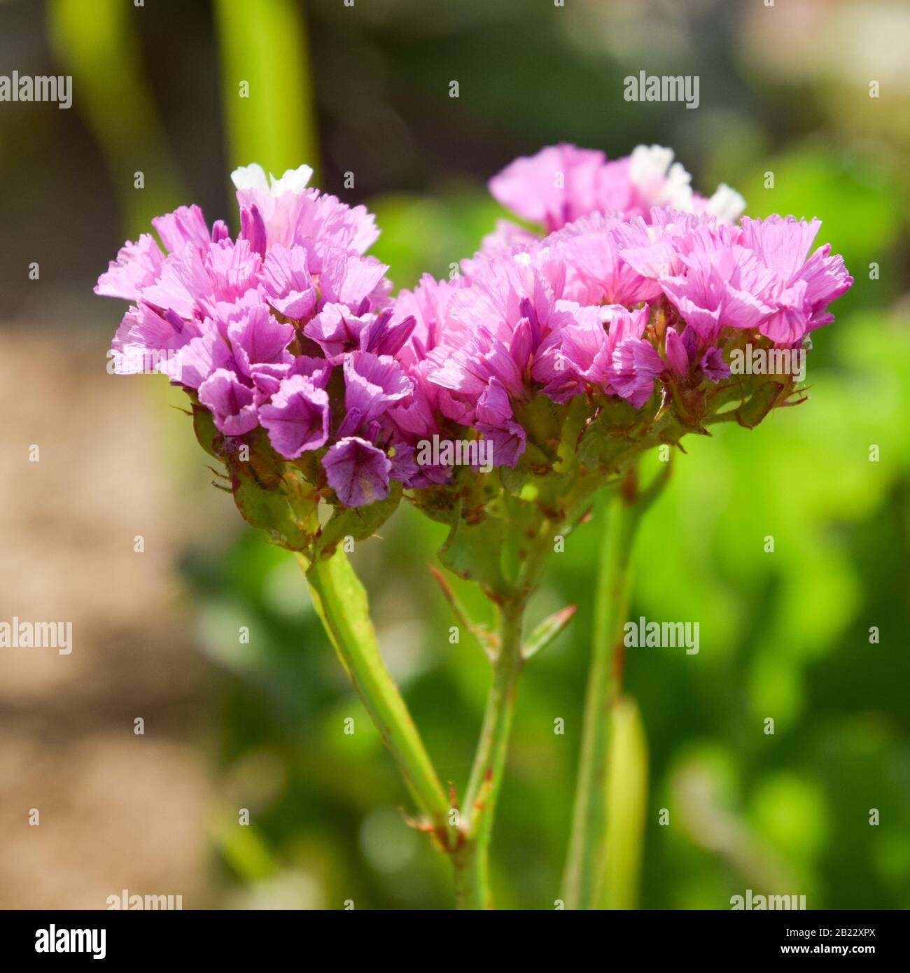 Limonium flower hi-res stock photography and images - Alamy
