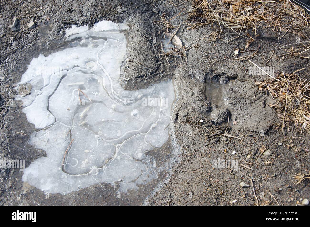 Texture mud wet dirt puddle hi-res stock photography and images - Alamy