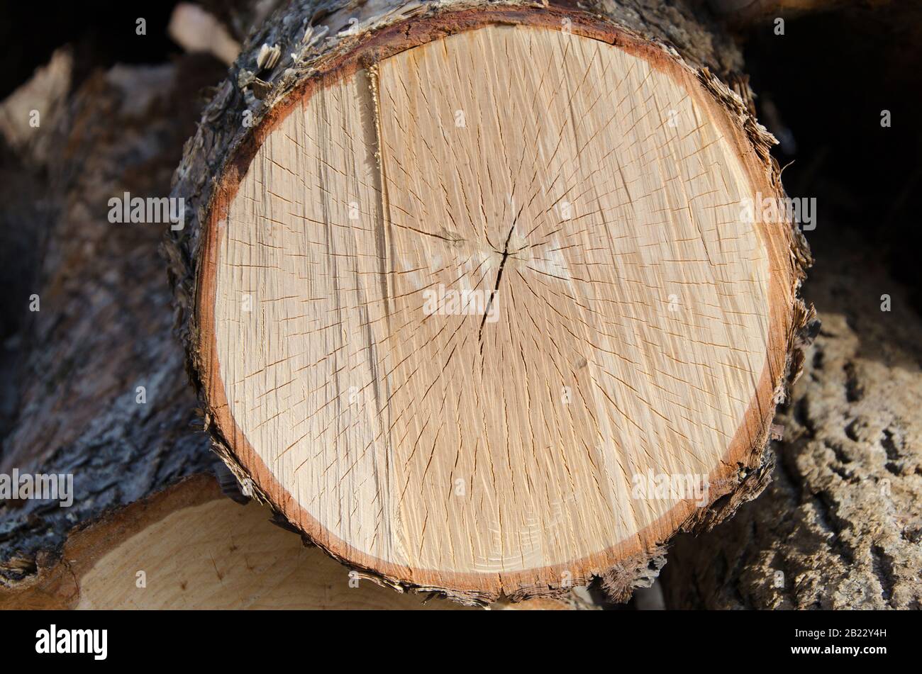 Birch trunks. Rough cut of the trunk close-up with bark Stock Photo - Alamy