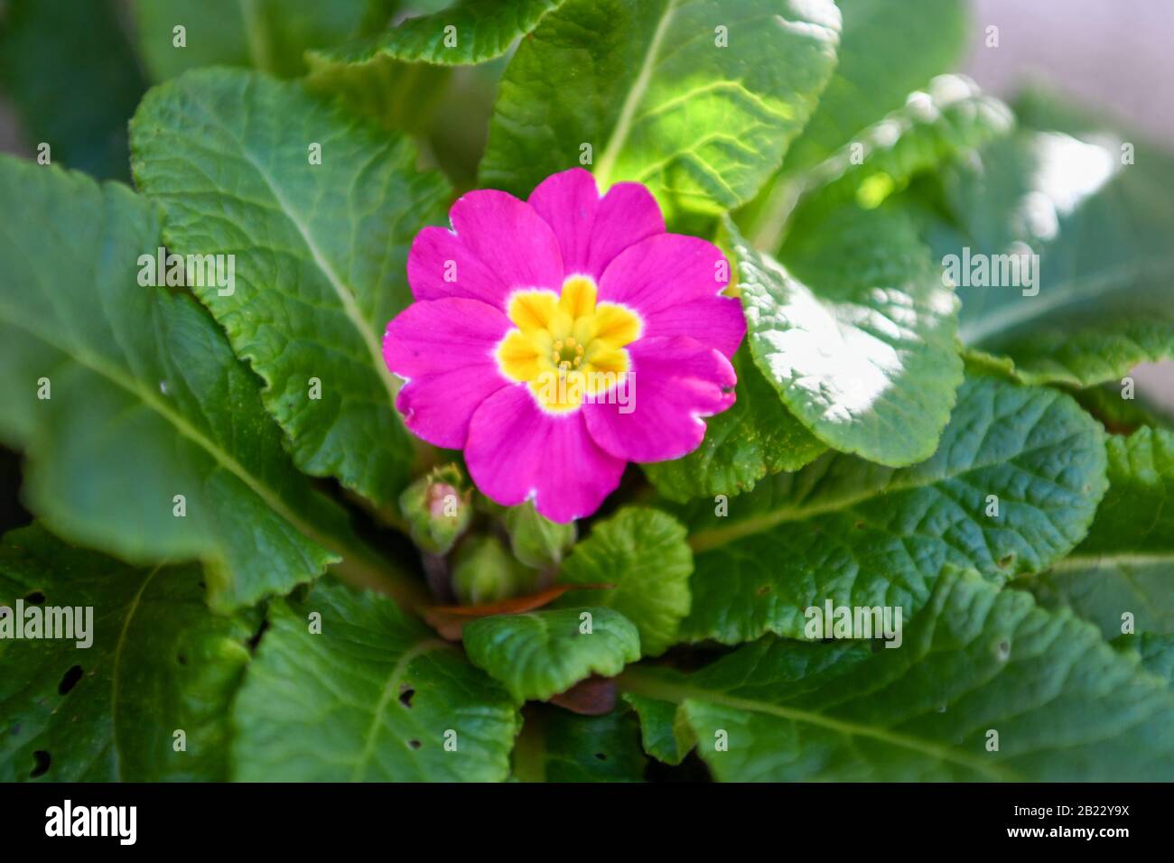 A modern garden primula cultivar, pink primula blooming Stock Photo - Alamy