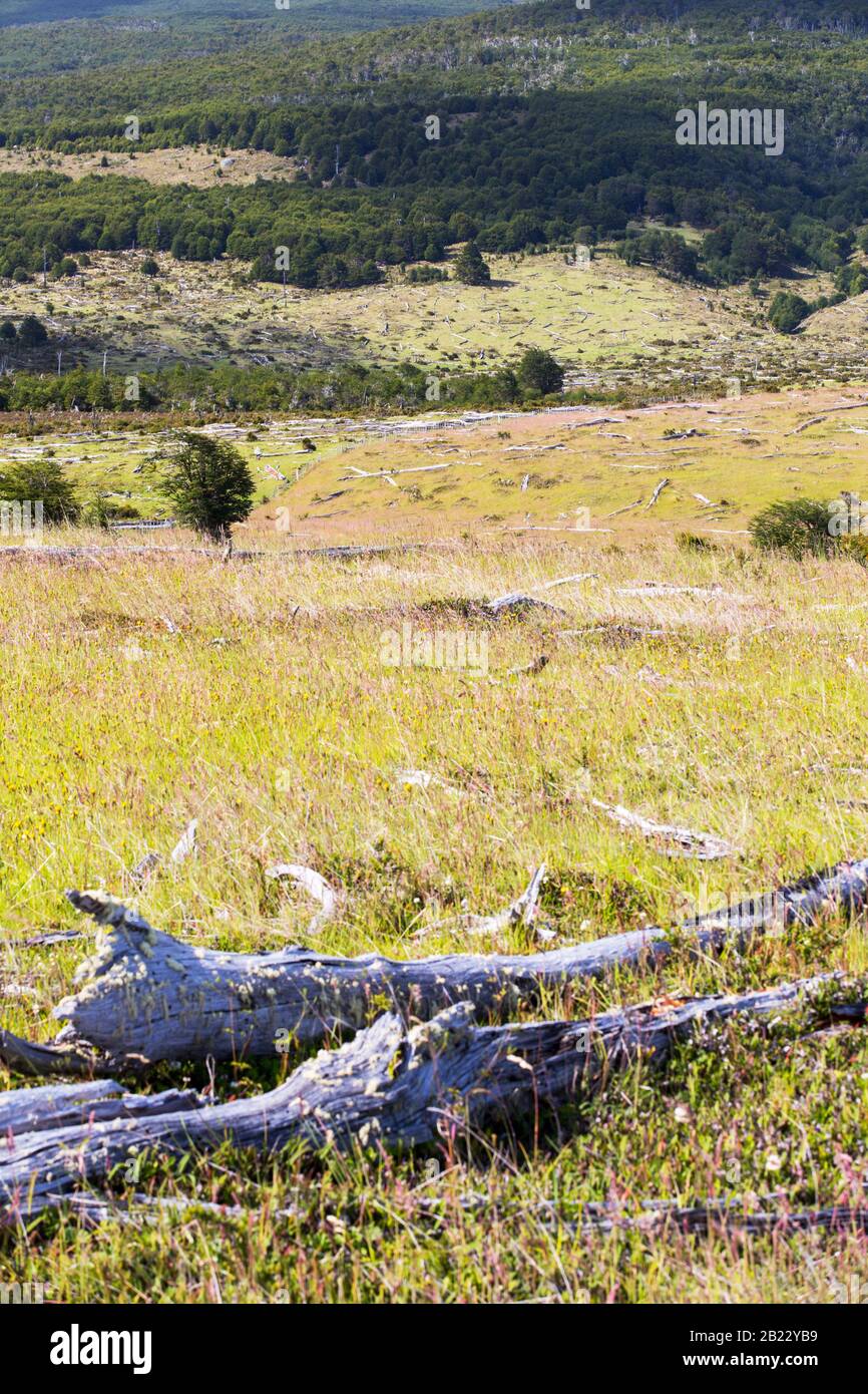 Native Beech and Pine forest between Puerto Natales and Seno ...