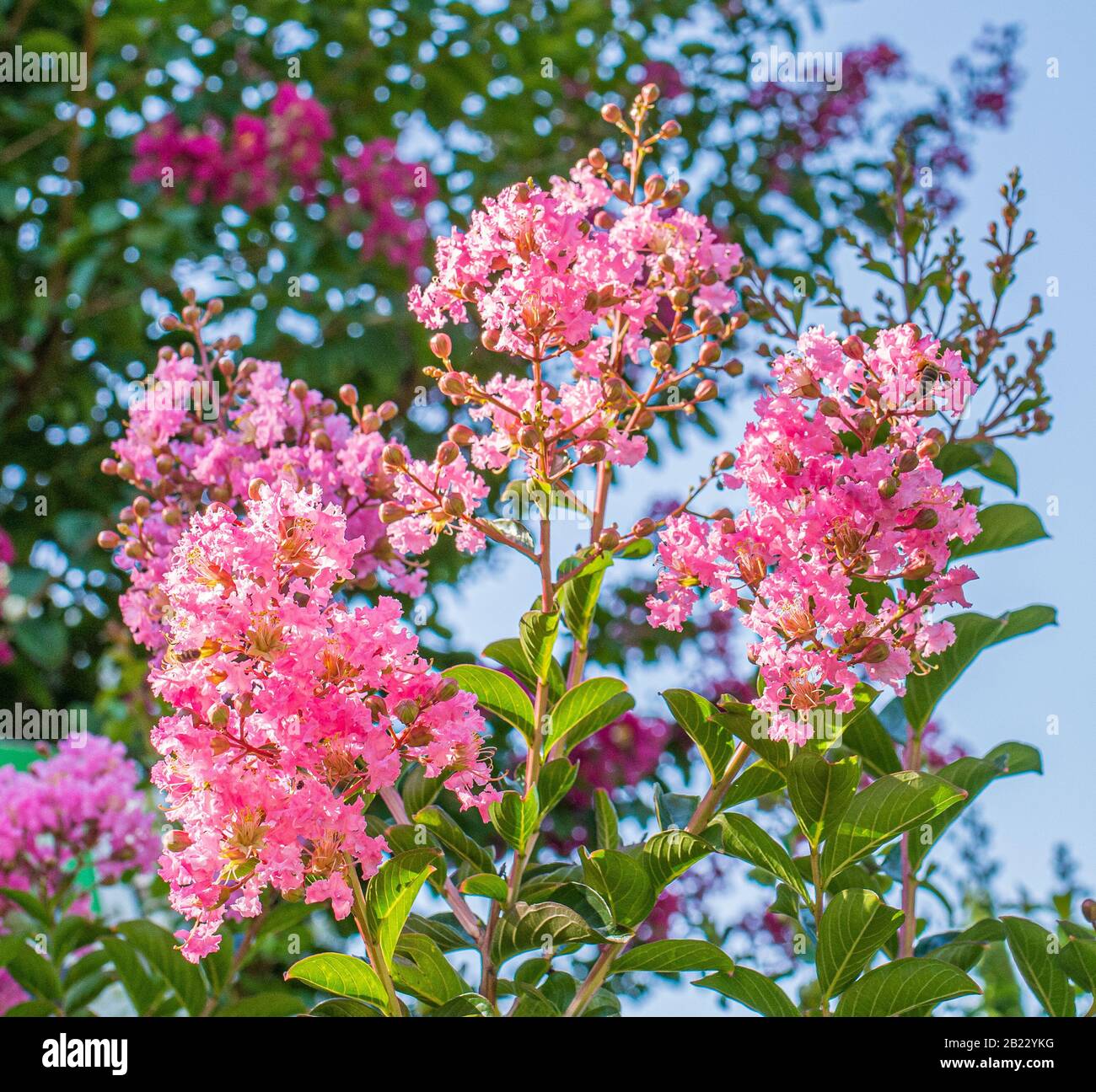 Crape myrtles (Lagerstroemia indica) Petite Pink, shrub in bloom Stock ...