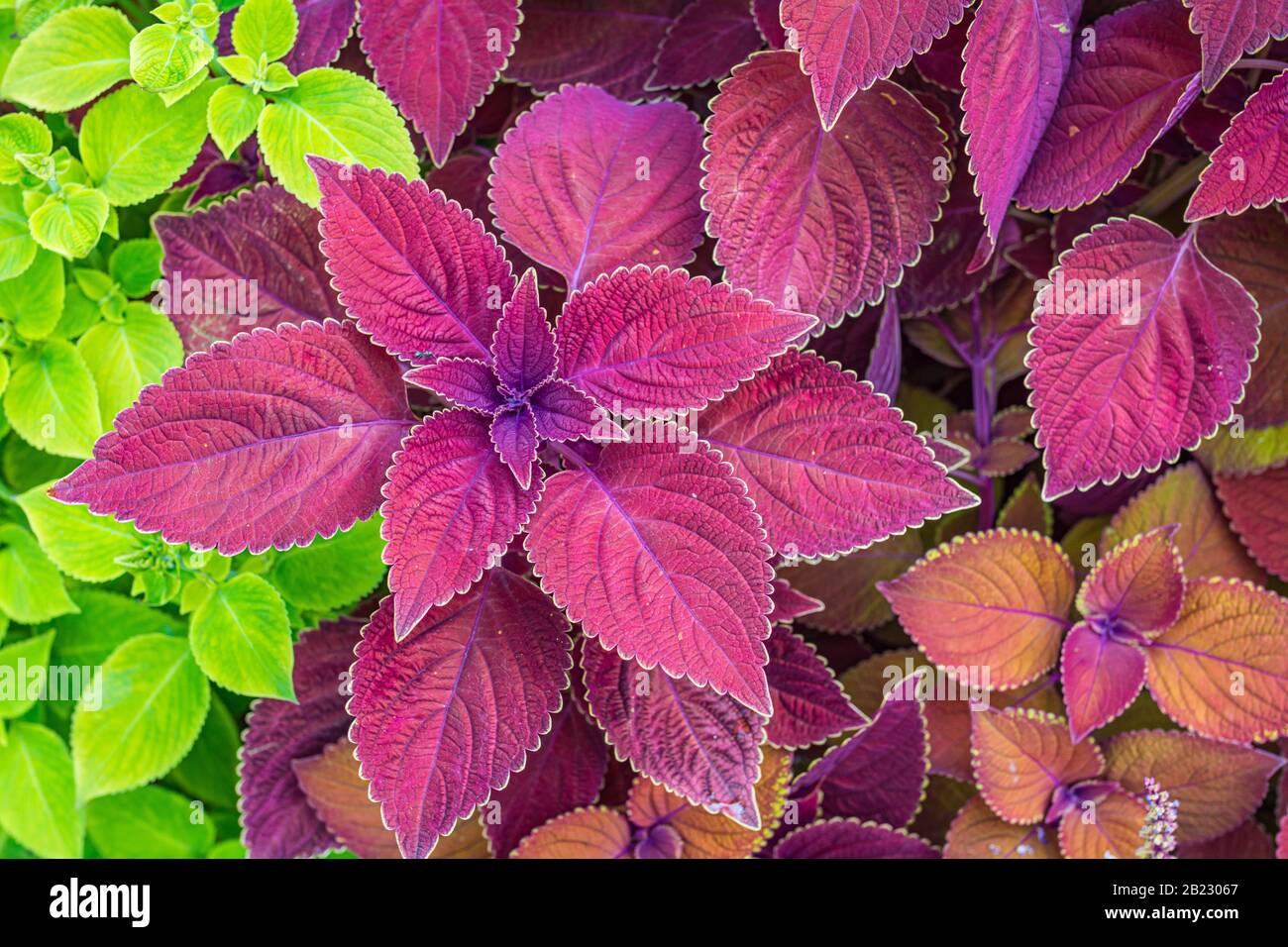 plectranthus scutellarioides - Bright red leaves of perennial plant ...
