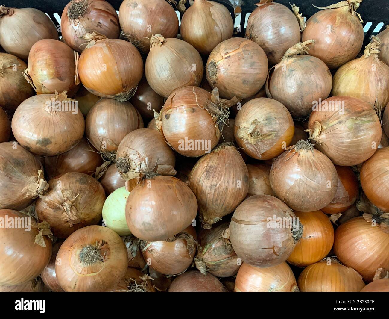 Vertical shot brown onions hi-res stock photography and images - Alamy