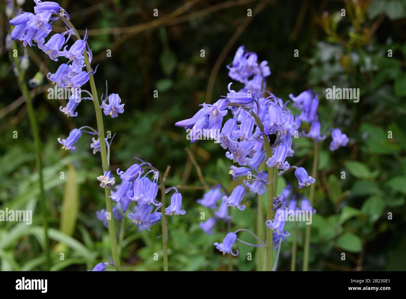 Blue hanging flowers hi-res stock photography and images - Alamy