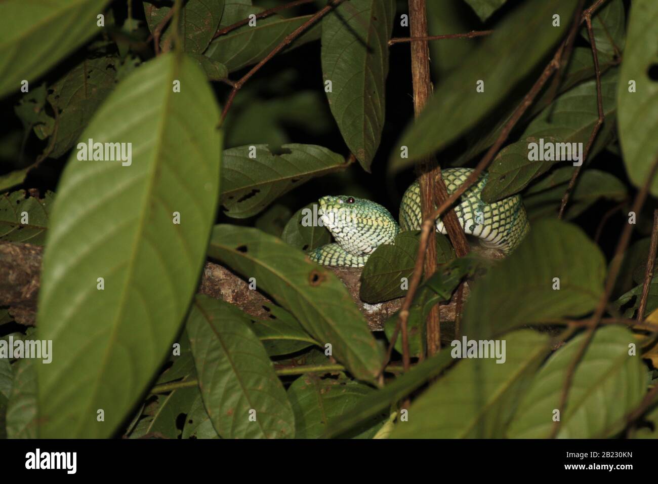 Sumatran Pit Viper, Borneo Island Stock Photo - Alamy