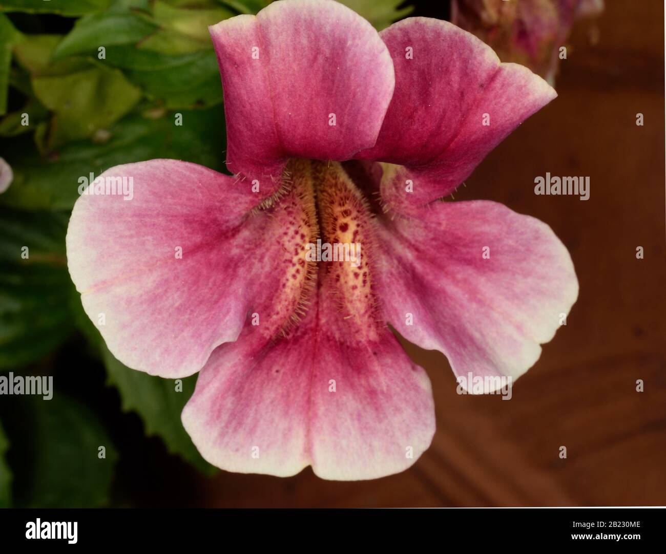 White mimulus hi-res stock photography and images - Alamy