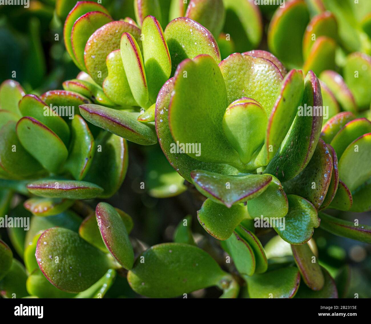Succulent leaves of a money tree or money plant Crassula ovata Stock ...