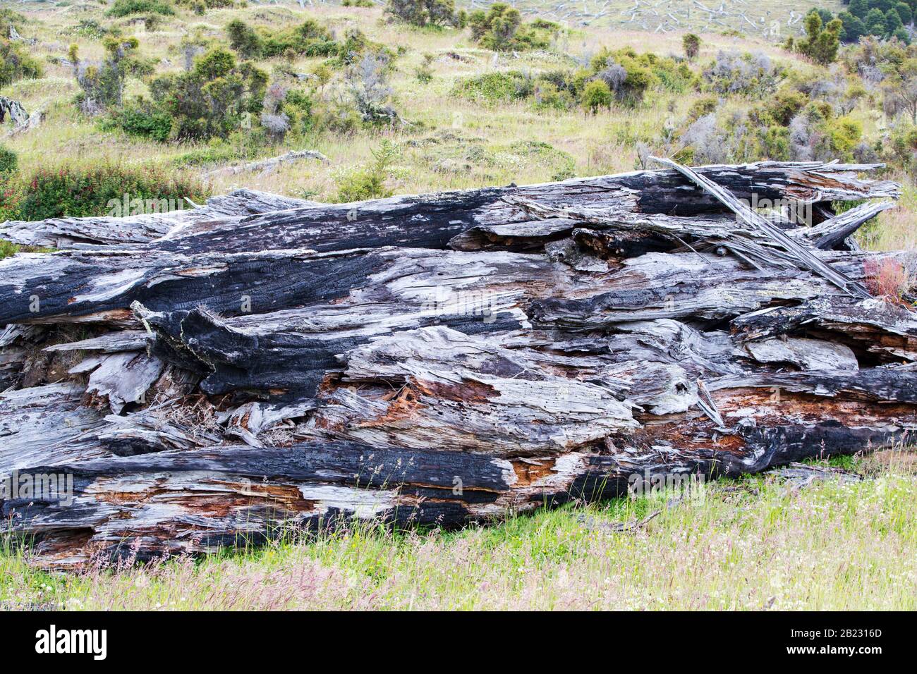 Native Beech and Pine forest between Puerto Natales and Seno ...