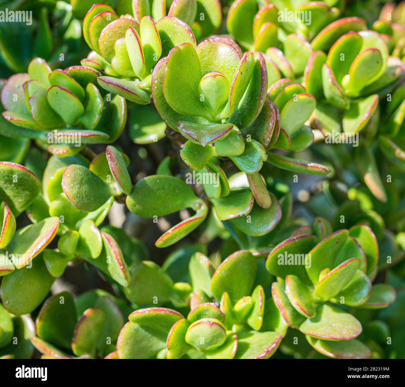 Succulent leaves of a money tree or money plant Crassula ovata Stock ...