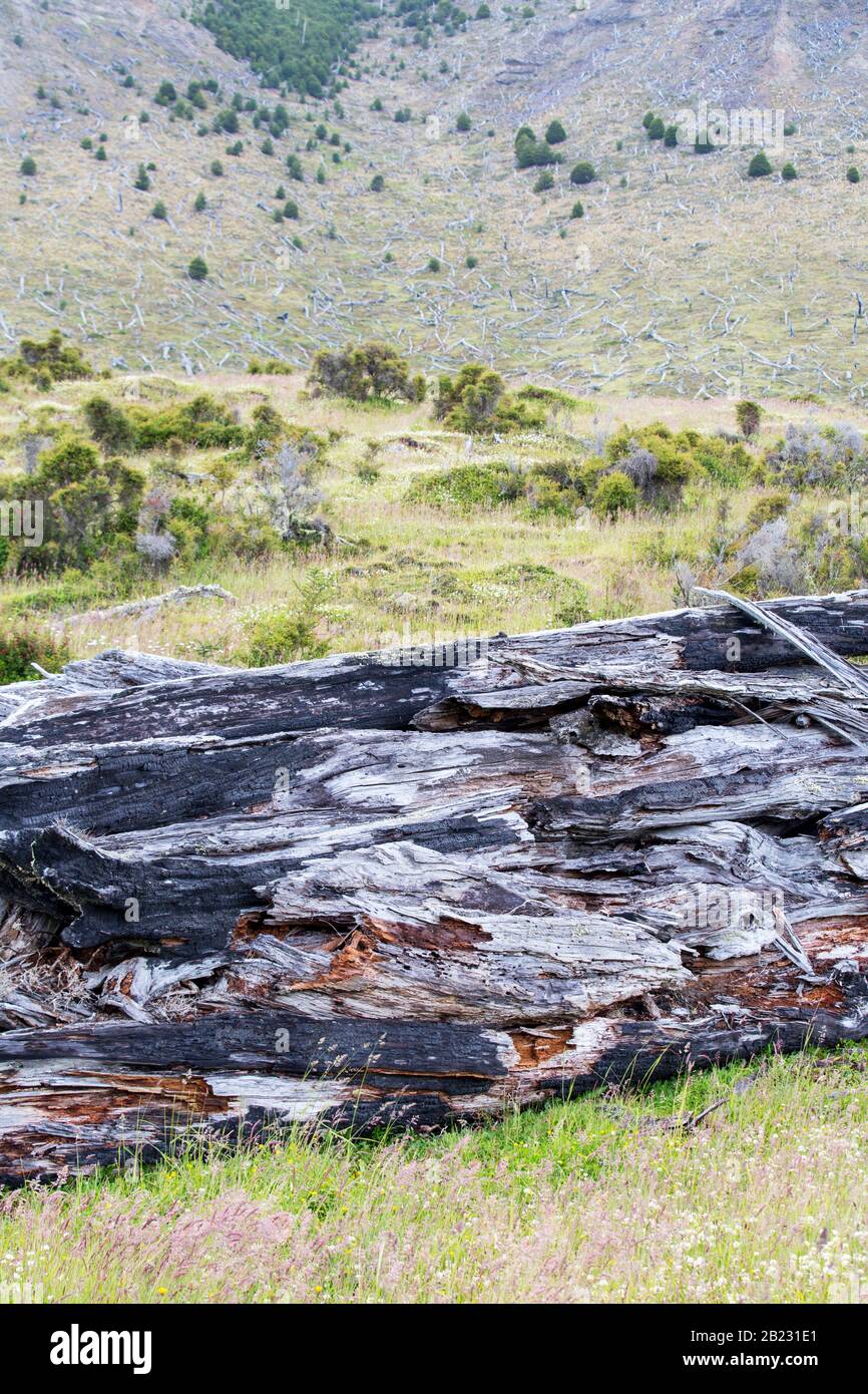 Native Beech and Pine forest between Puerto Natales and Seno ...