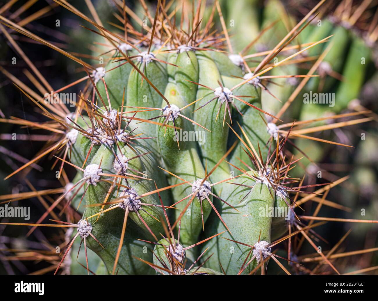 Cereus Peruvianus High Resolution Stock Photography and Images - Alamy