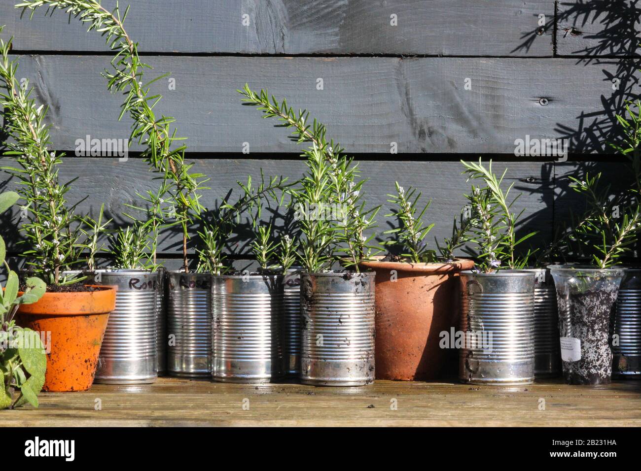 Stem cuttings hi-res stock photography and images - Alamy