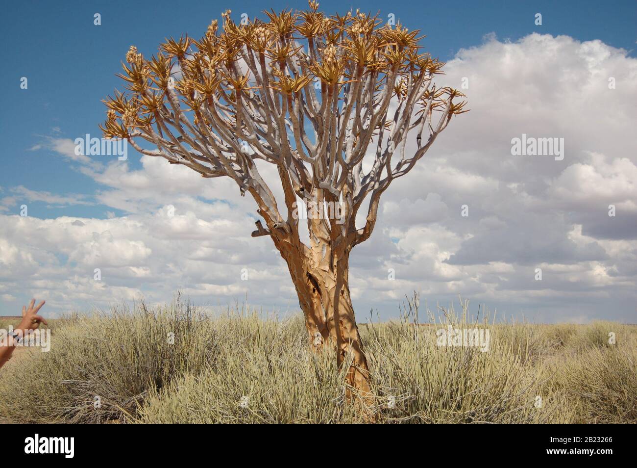 Quiver Tree in Namibia Stock Photo - Alamy