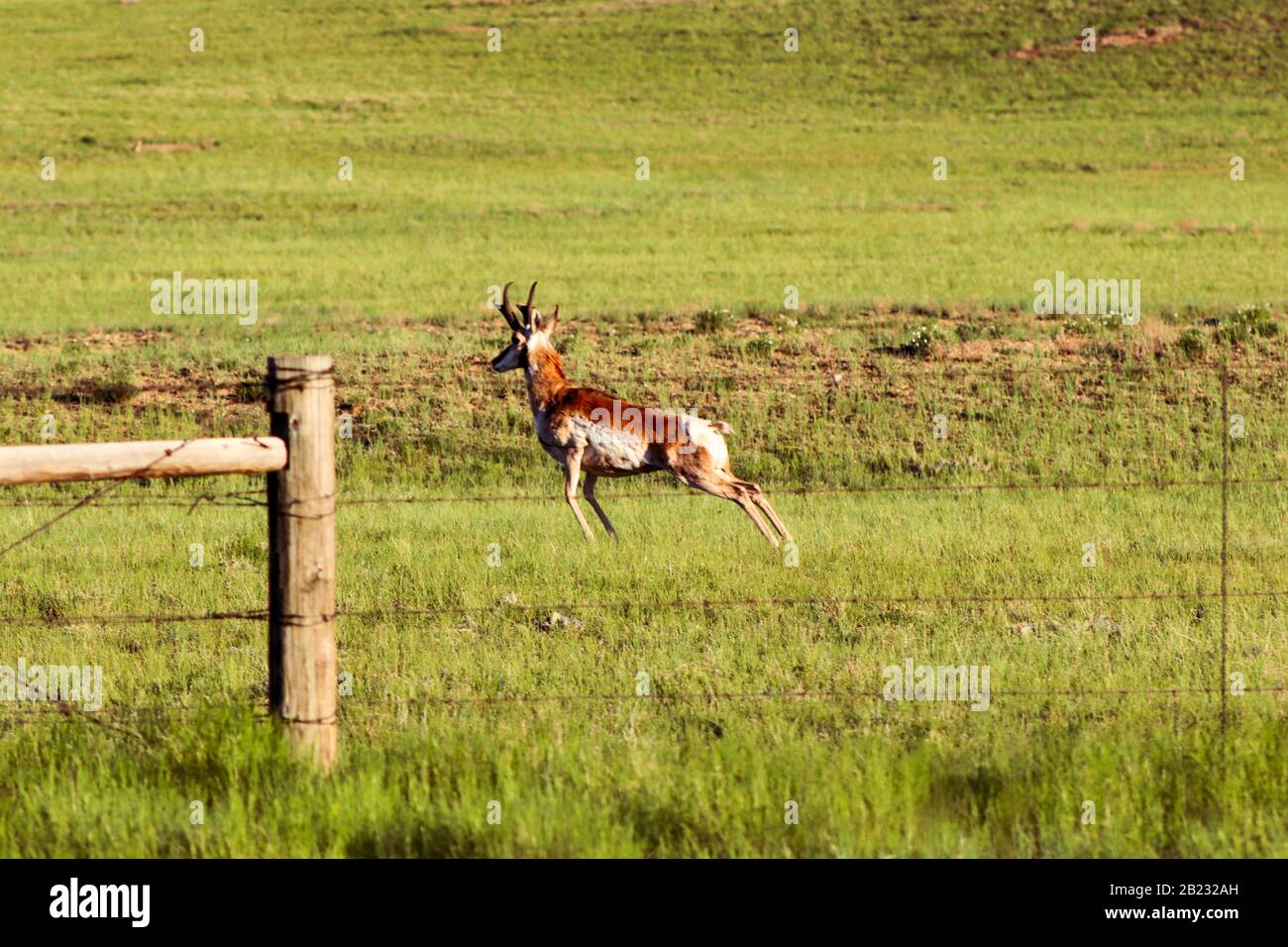 Antelope jumping hi-res stock photography and images - Alamy