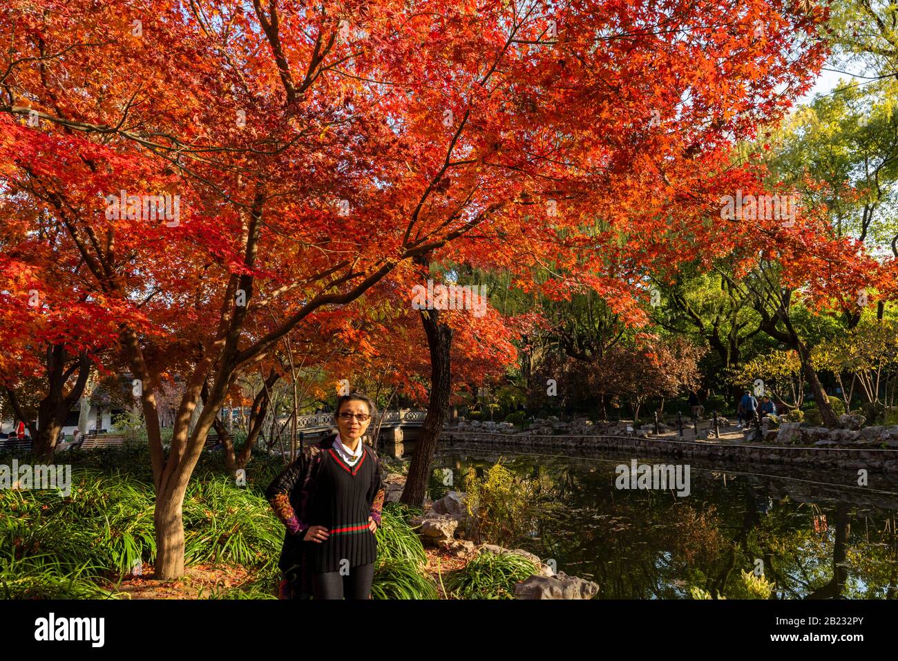 A. Chinese woman enjoying the Autumn colours of the Chinese Maple Tree ...