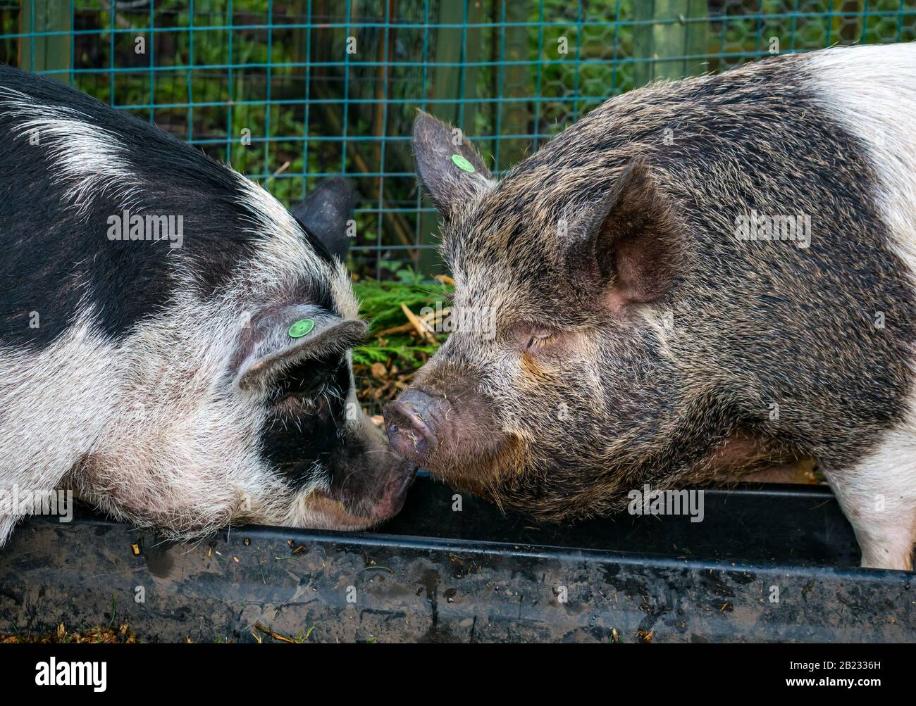 Gorgie pig hi-res stock photography and images - Alamy