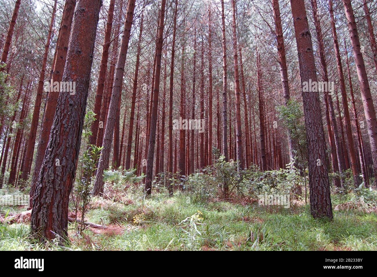 Planted forest in Africa Stock Photo - Alamy