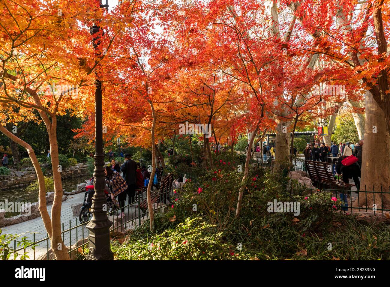 Autumn colours of the Chinese Maple Tree, Acer palmatum, at Hongkou ...