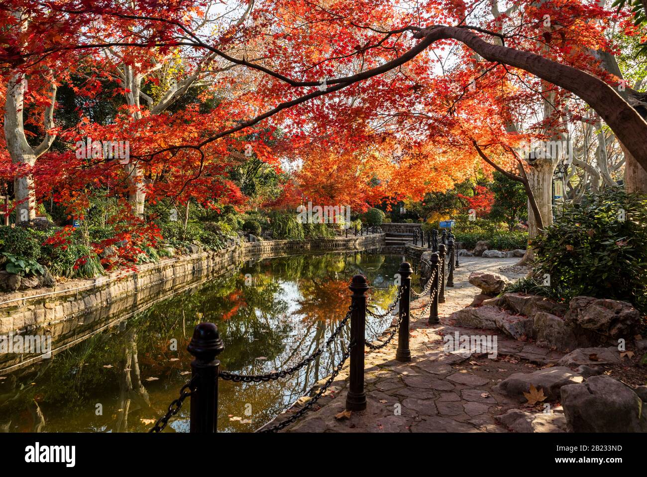 Autumn colours of the Chinese Maple Tree, Acer palmatum, at Hongkou ...