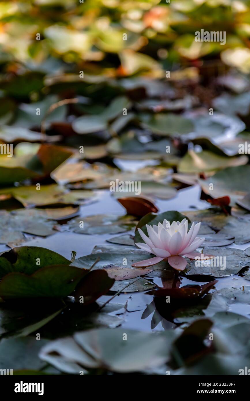 Loto Flower High Resolution Stock Photography and Images - Alamy