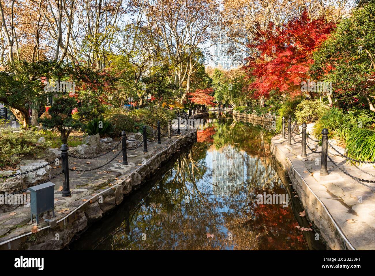 Autumn colours of the Chinese Maple Tree, Acer palmatum, at Hongkou ...