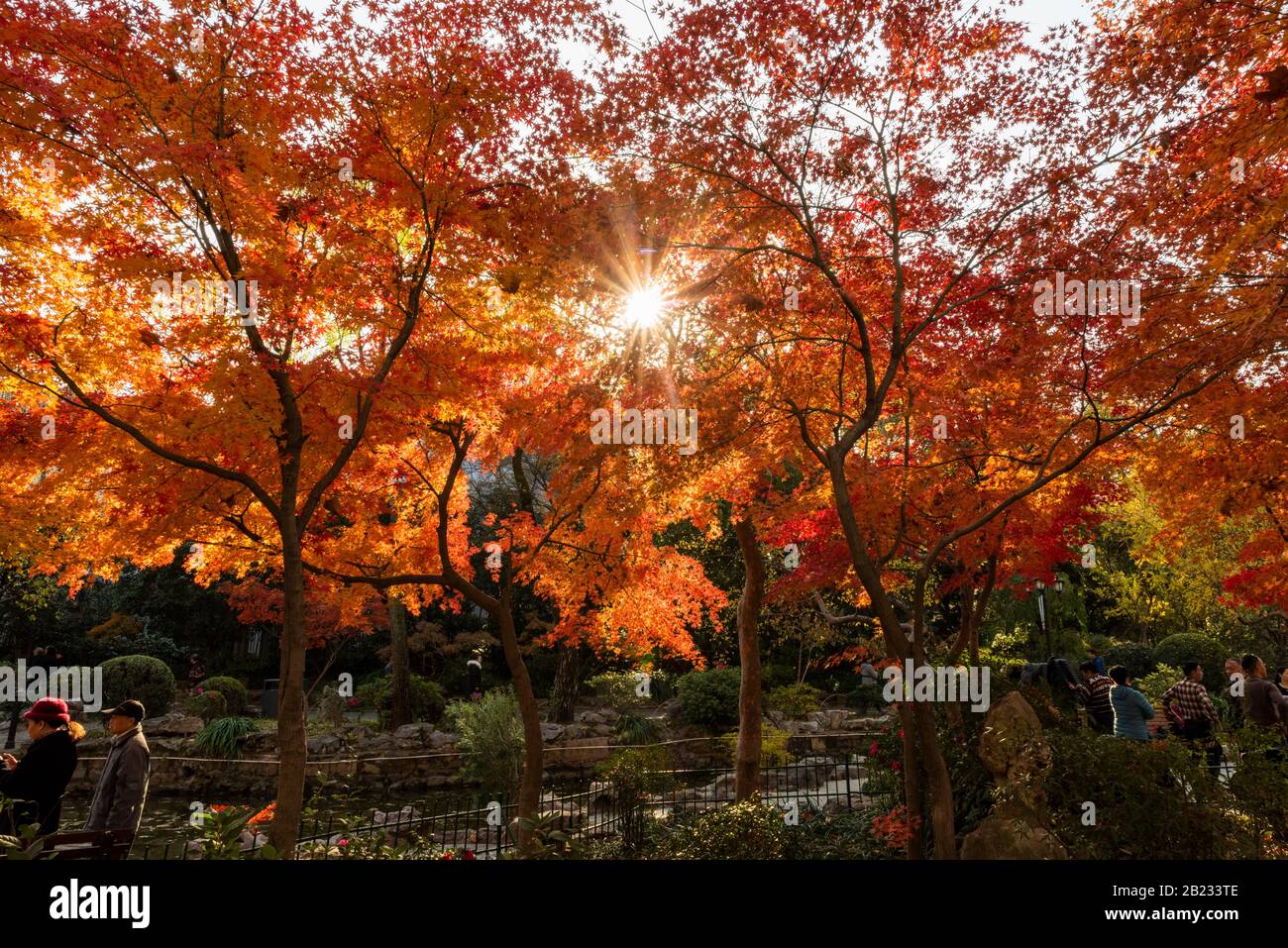 Autumn colours of the Chinese Maple Tree, Acer palmatum, at Hongkou ...