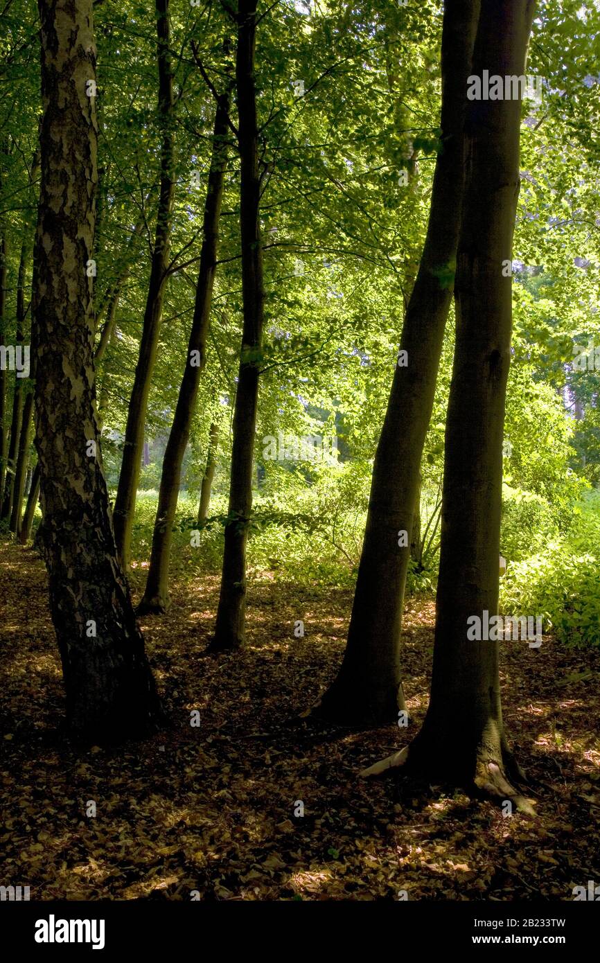 Beech and pine scots forest hi-res stock photography and images - Alamy