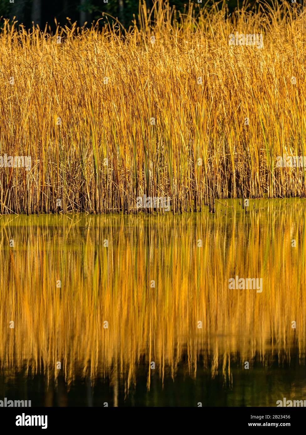 reed on a pond with reflections in sunset light, sytno Stock Photo - Alamy