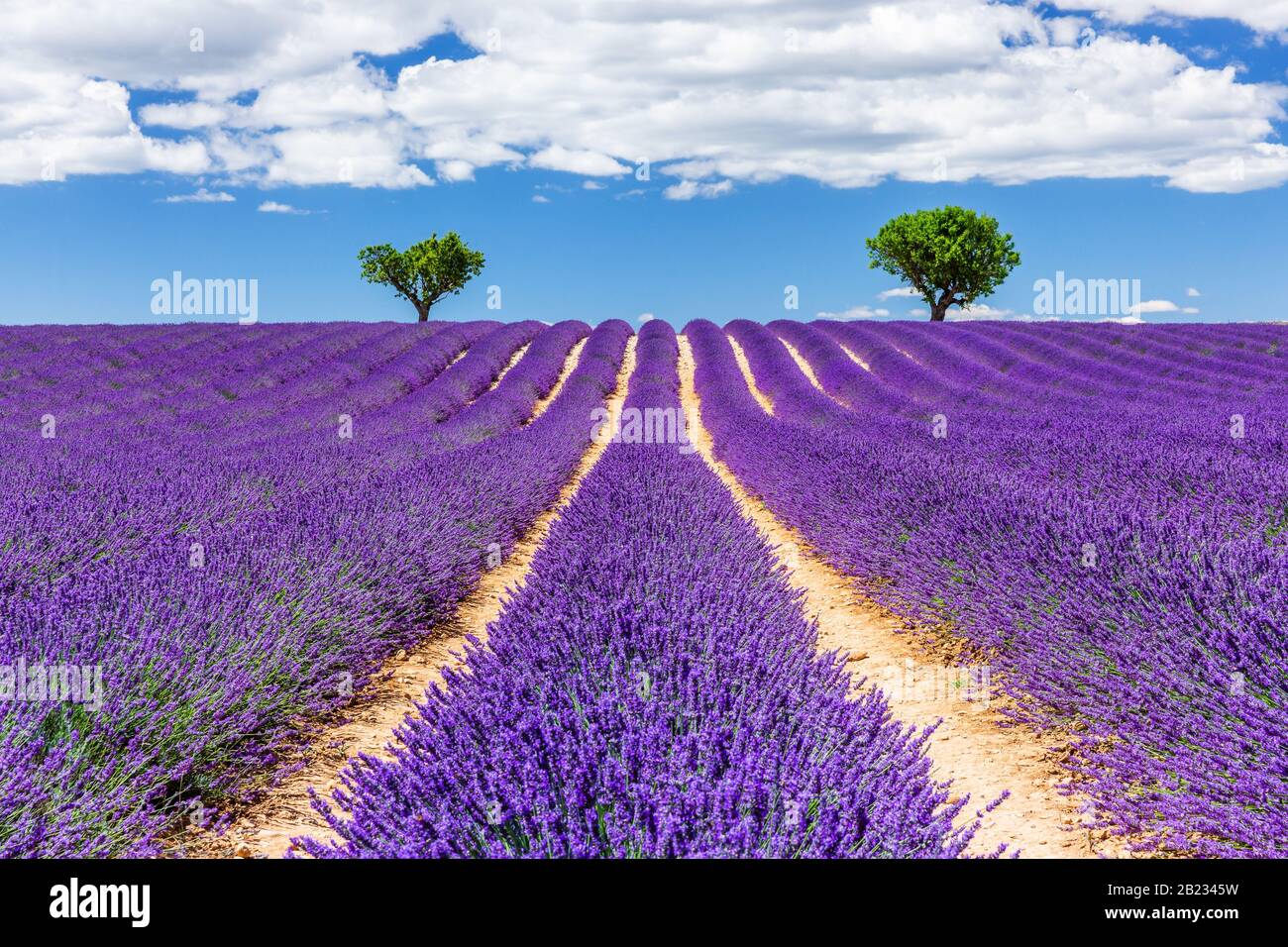 Lavender provence flower hi-res stock photography and images - Alamy
