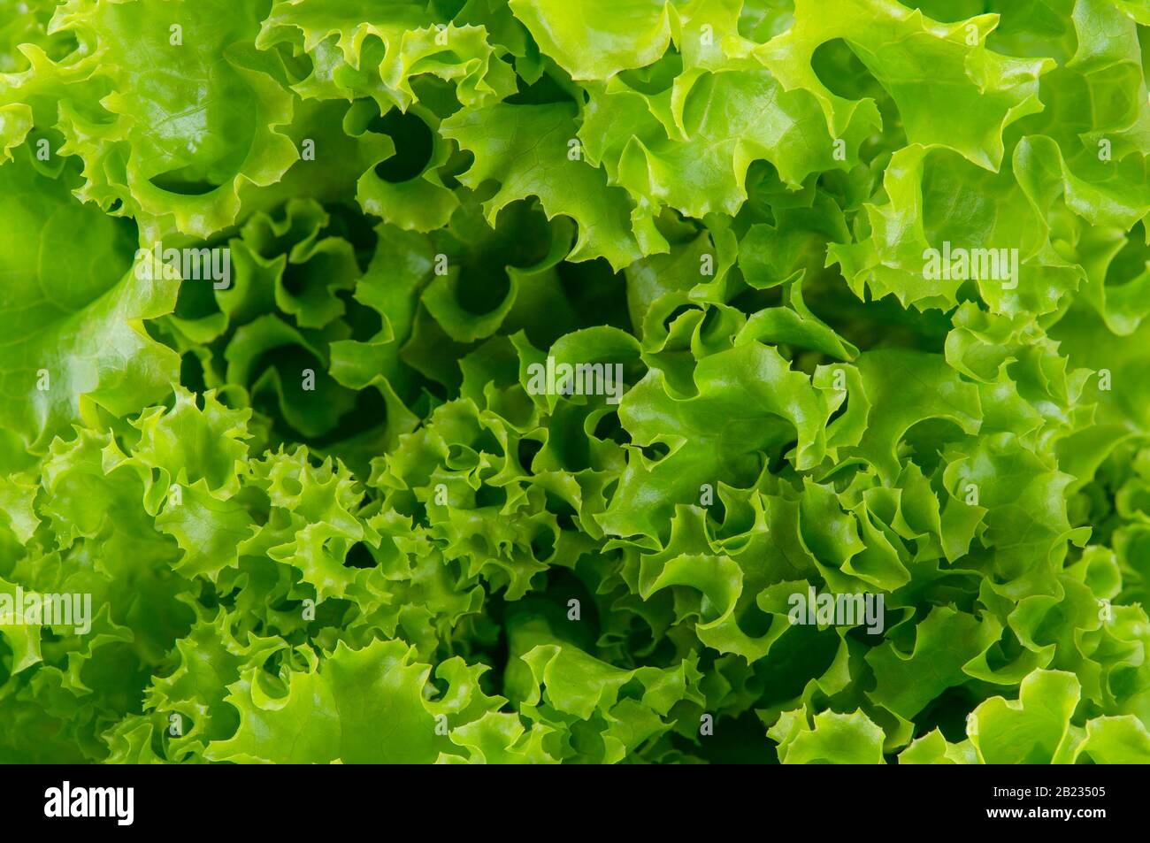 close up lettuce background texture stacking Stock Photo - Alamy
