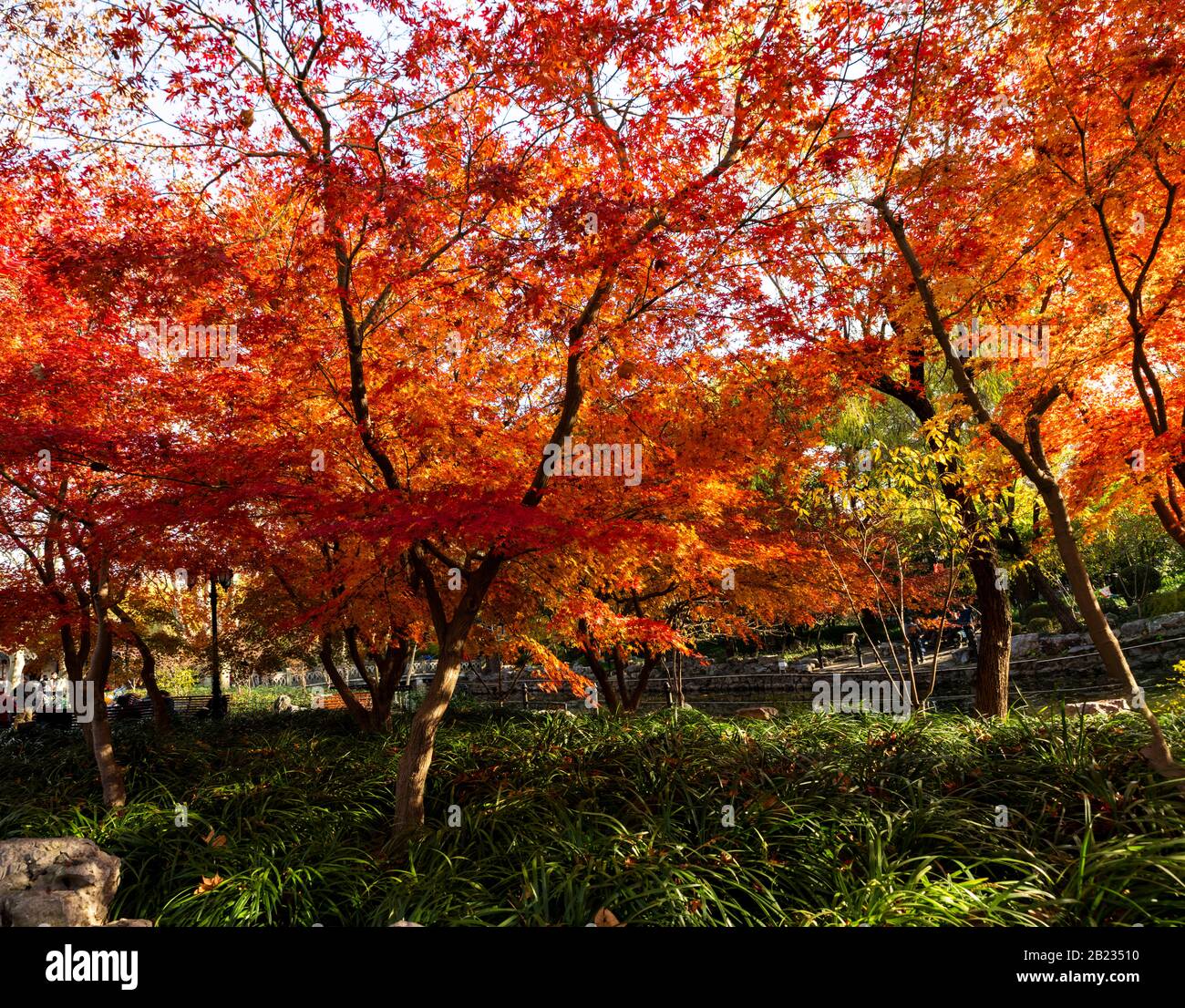 Autumn colours of the Chinese Maple Tree, Acer palmatum, at Hongkou ...